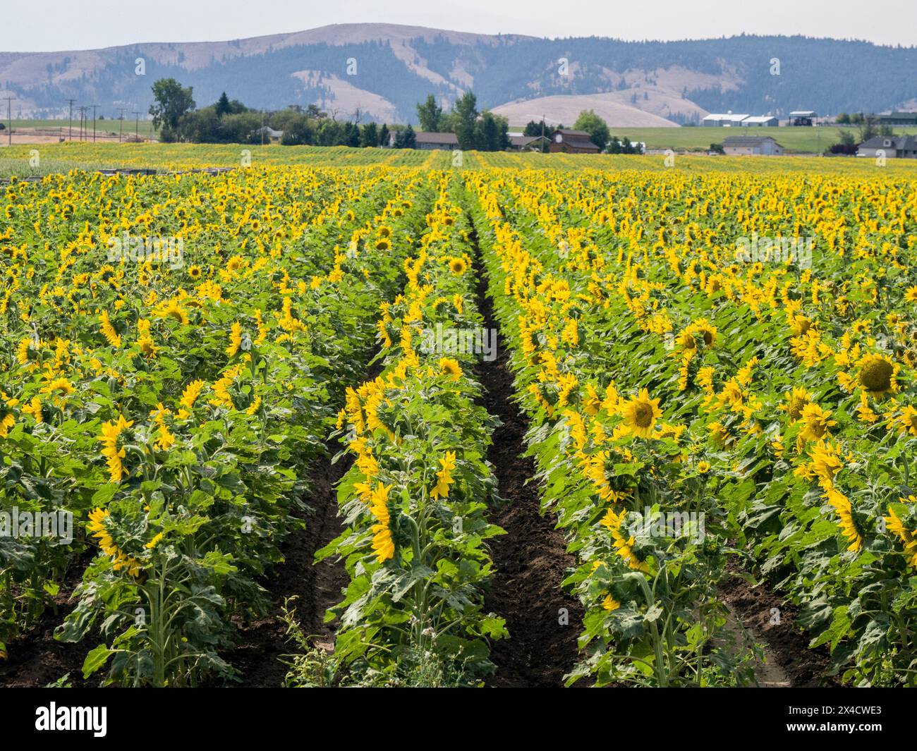 USA, Washington State, Kittitas County. Very large sunflower field in ...