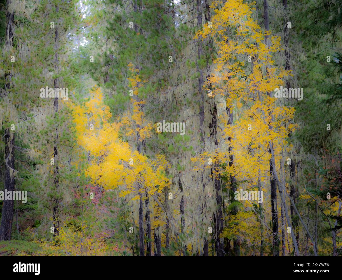 USA, Washington State, Kittitas County. Fall colors in the Okanogan ...