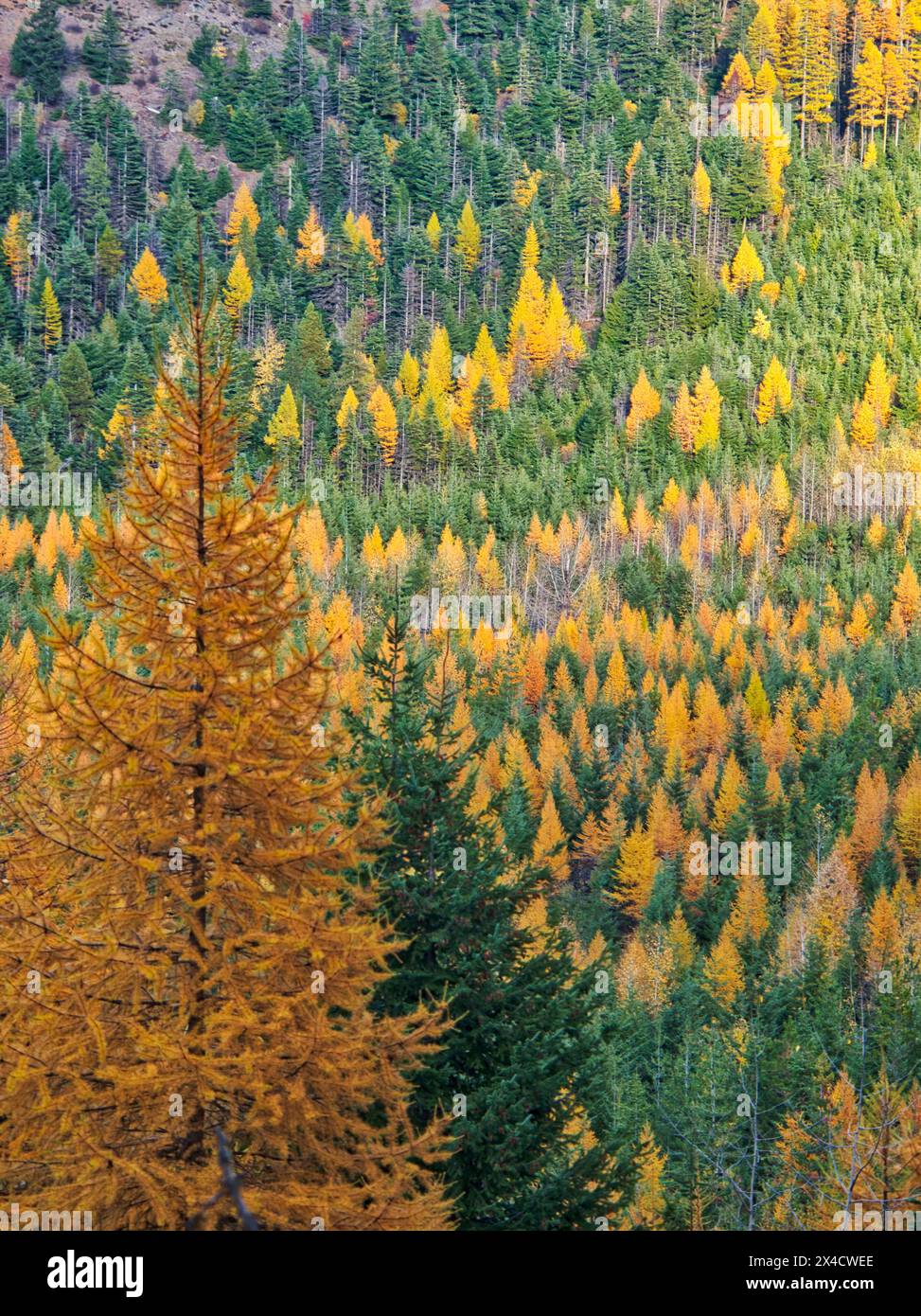 Western larch hi-res stock photography and images - Alamy
