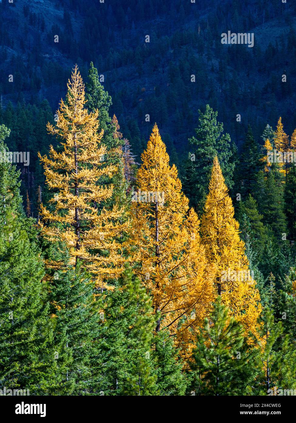 Western larch hi-res stock photography and images - Alamy