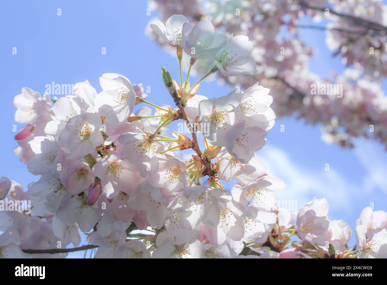 Bremerton, Washington State, USA. Pale pink blooming cherry blossoms on ...