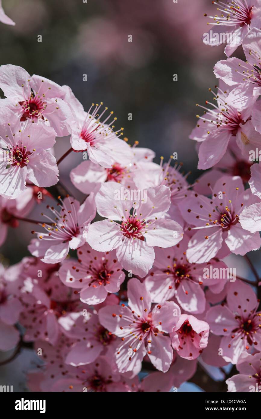 Bremerton, Washington State, USA. Blooming pink cherry blossom branch ...