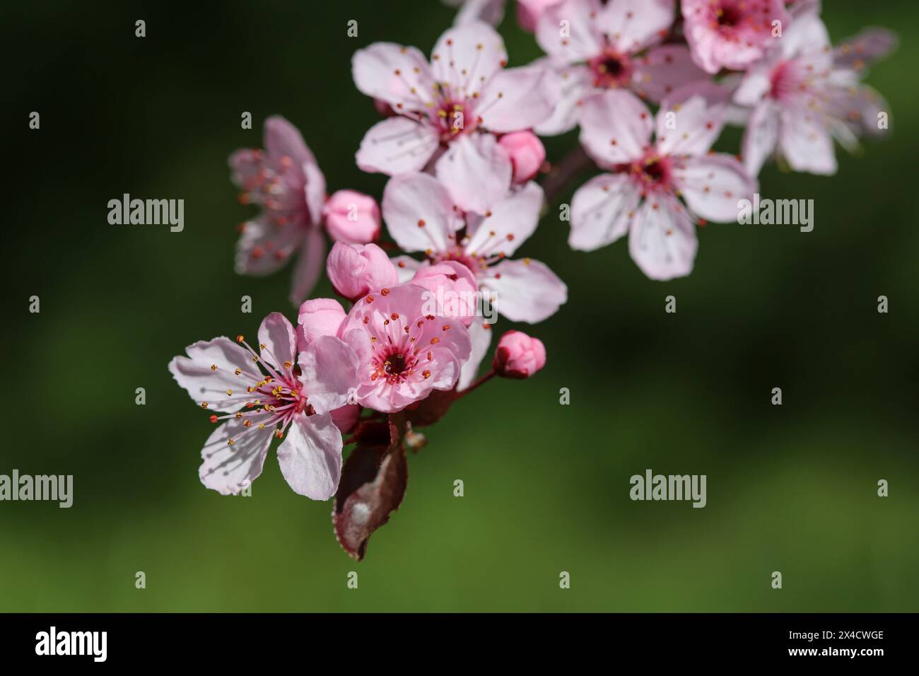 Bremerton, Washington State, USA. Blooming pink cherry blossom branch ...