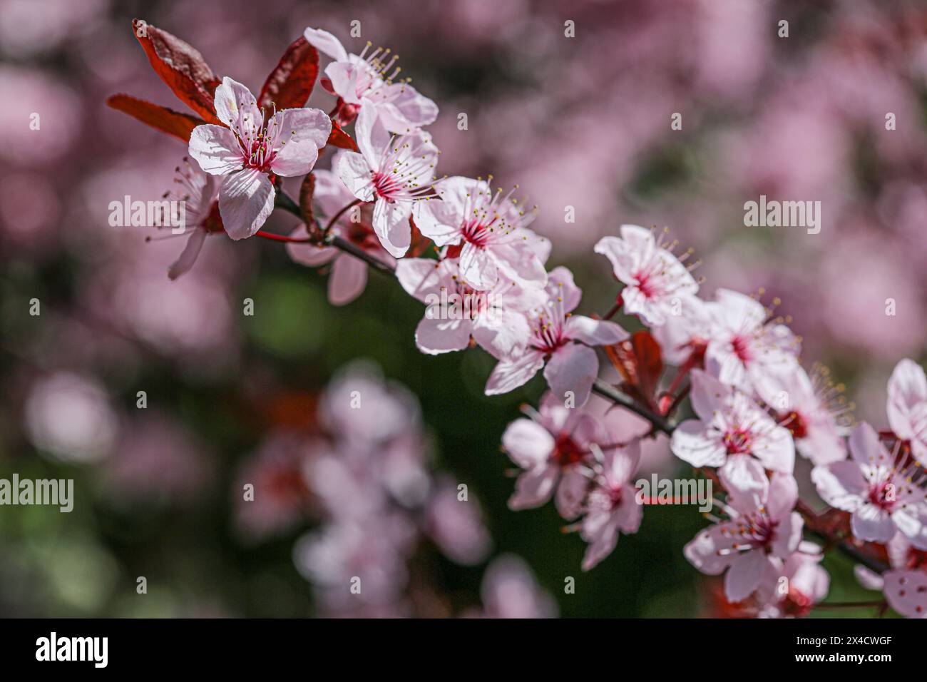 Bremerton, Washington State, USA. Blooming pink cherry blossom branch ...