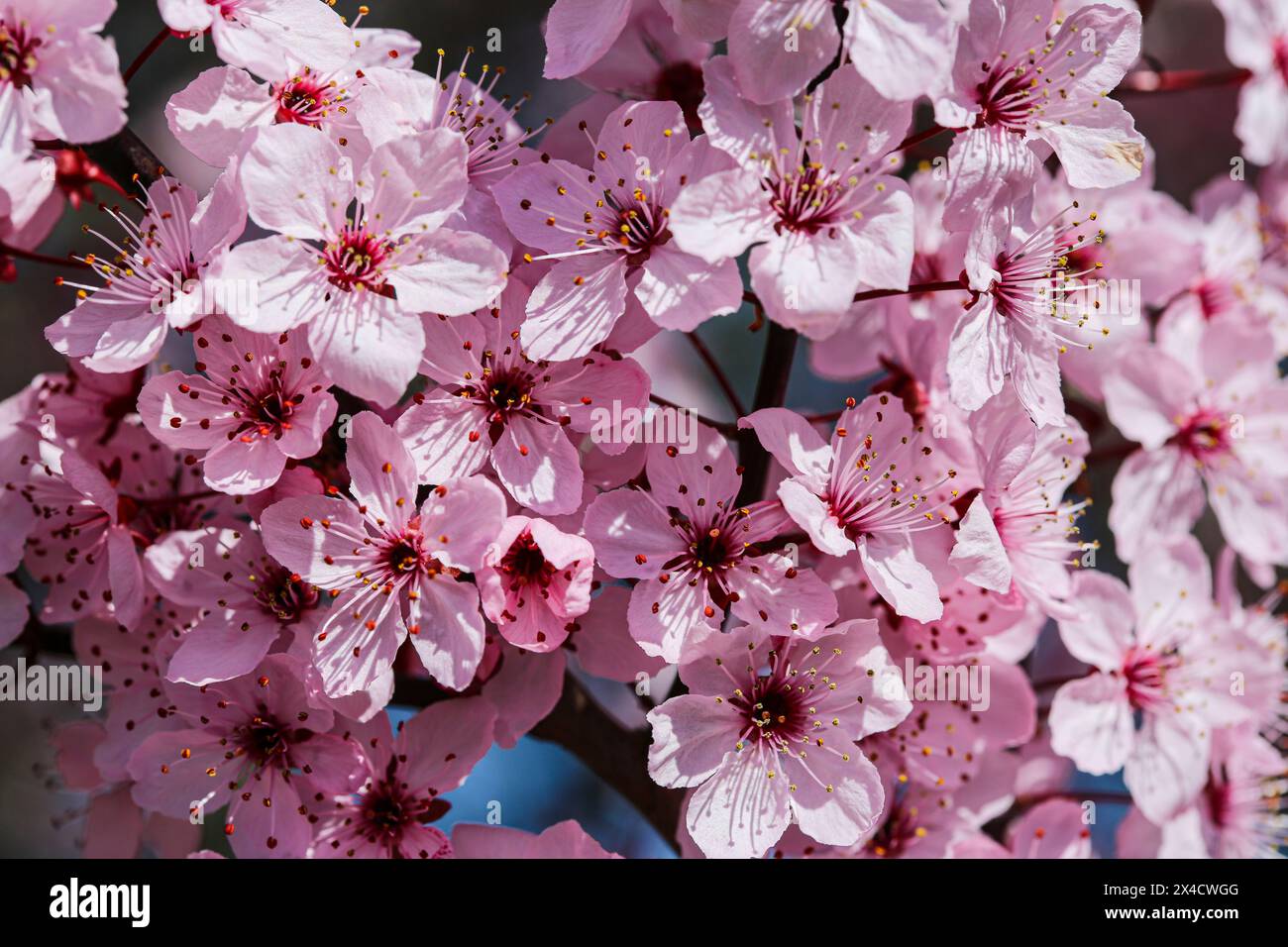 Bremerton, Washington State, USA. Blooming shades of pink cherry ...