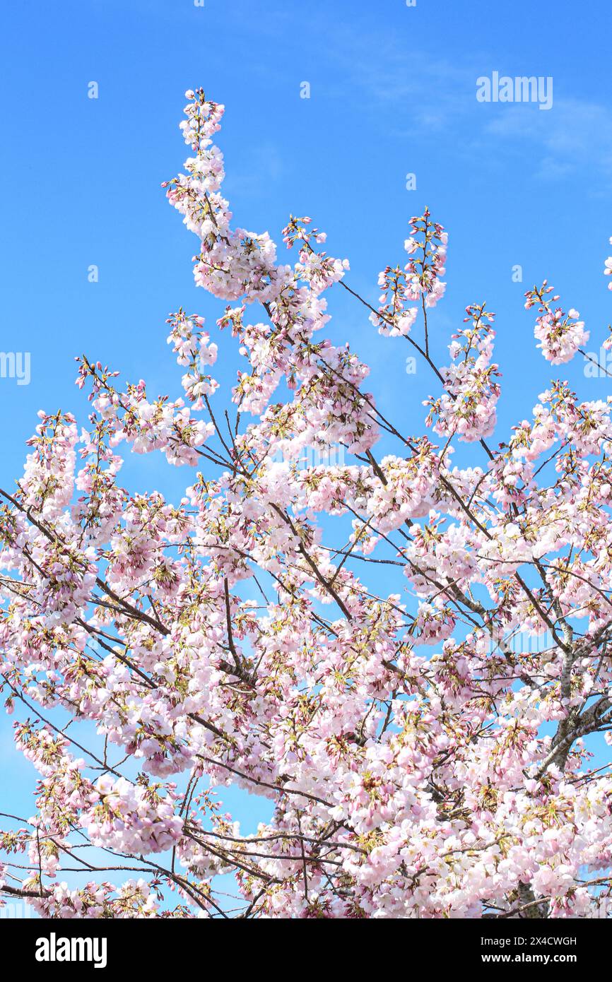 Bremerton, Washington State, USA. Pale pink cherry blossom tree reaches ...