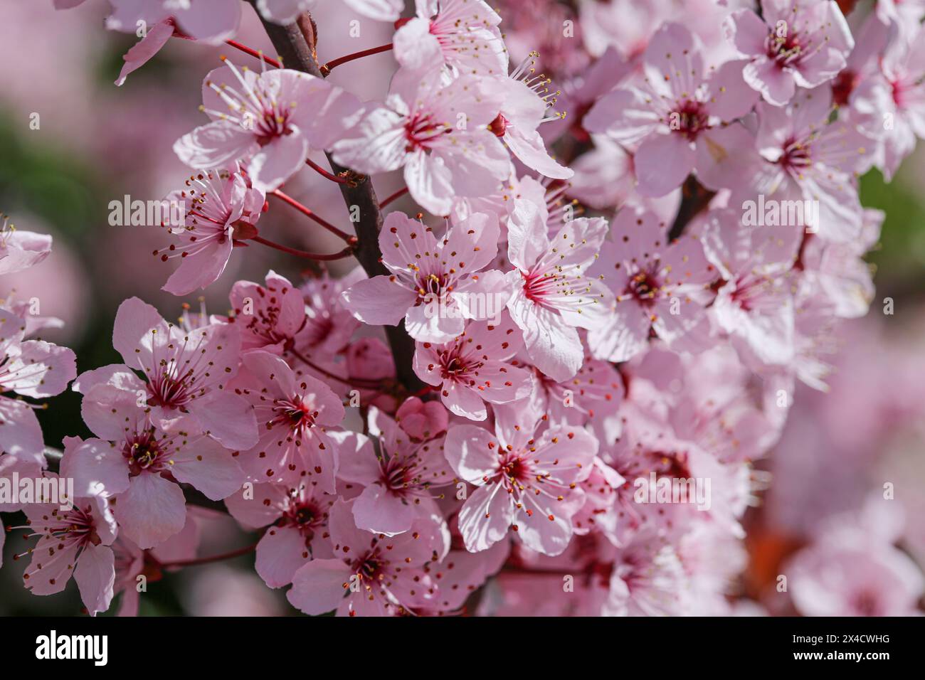 Bremerton, Washington State, USA. Blooming pink cherry blossom branch ...
