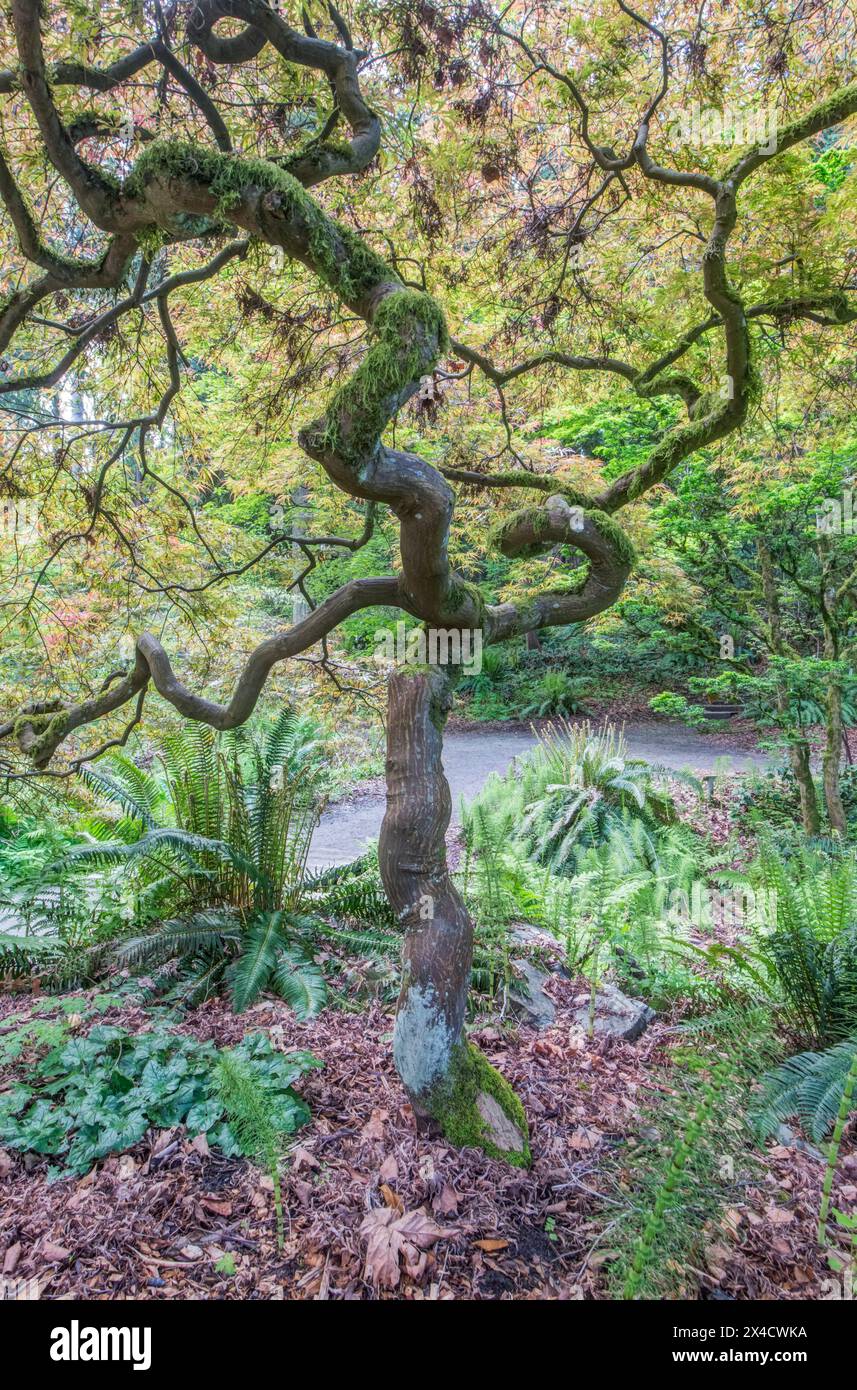 USA, Washington State, Seattle. Japanese Maple Stock Photo - Alamy