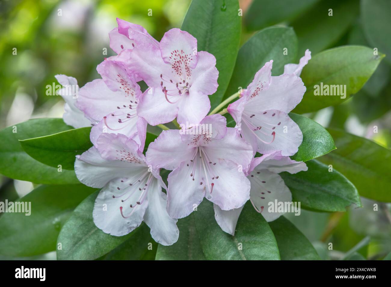 USA, Washington State, Seattle. Rhododendron Stock Photo - Alamy