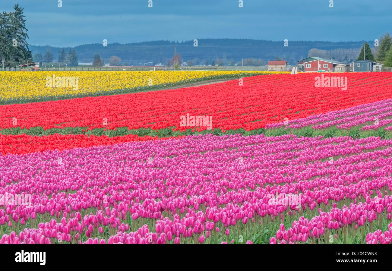 USA, Washington State, Skagit Valley. Tulip fields Stock Photo - Alamy