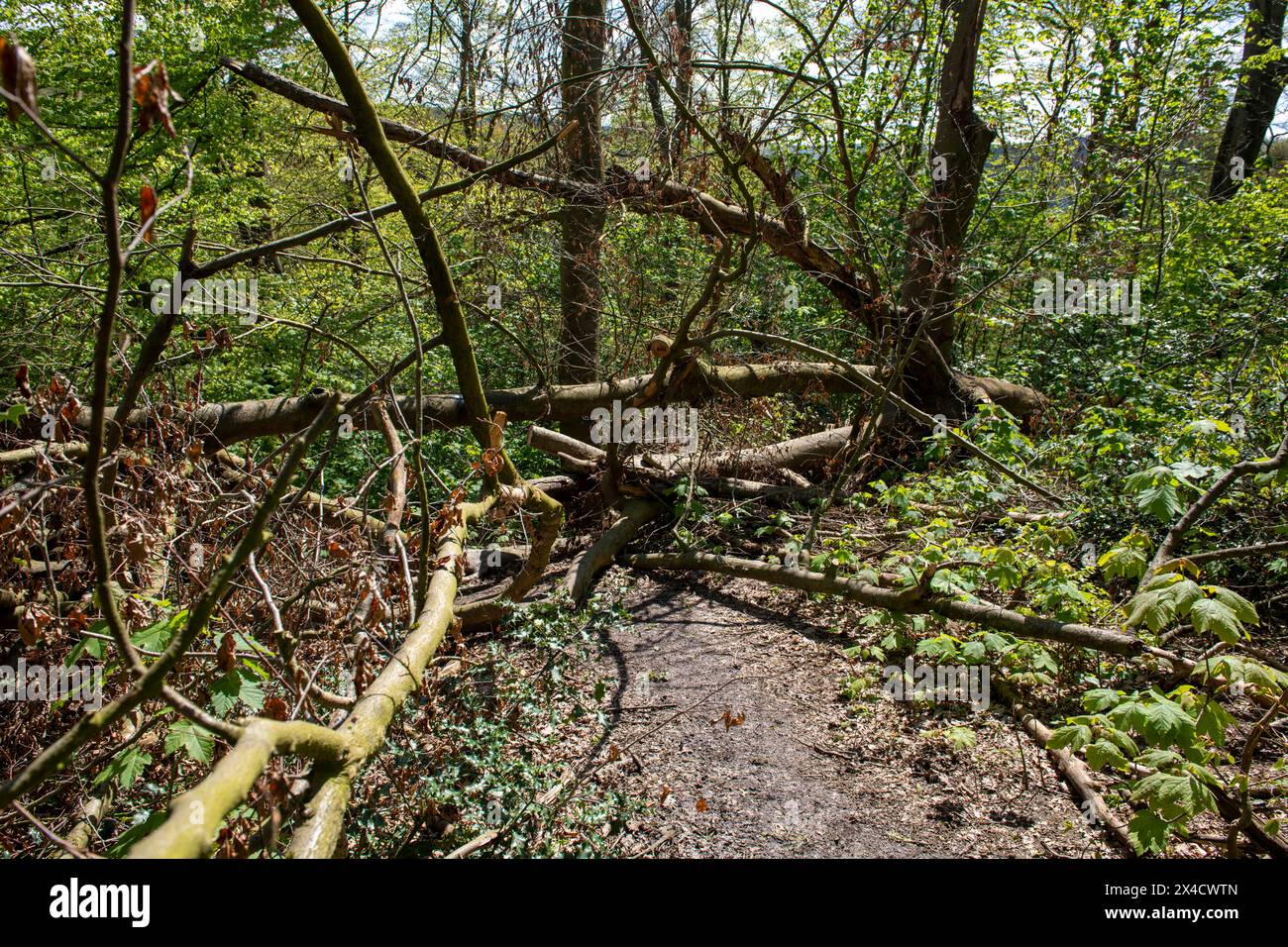 A fallen tree on a path in the woods. The tree is laying on the ground ...
