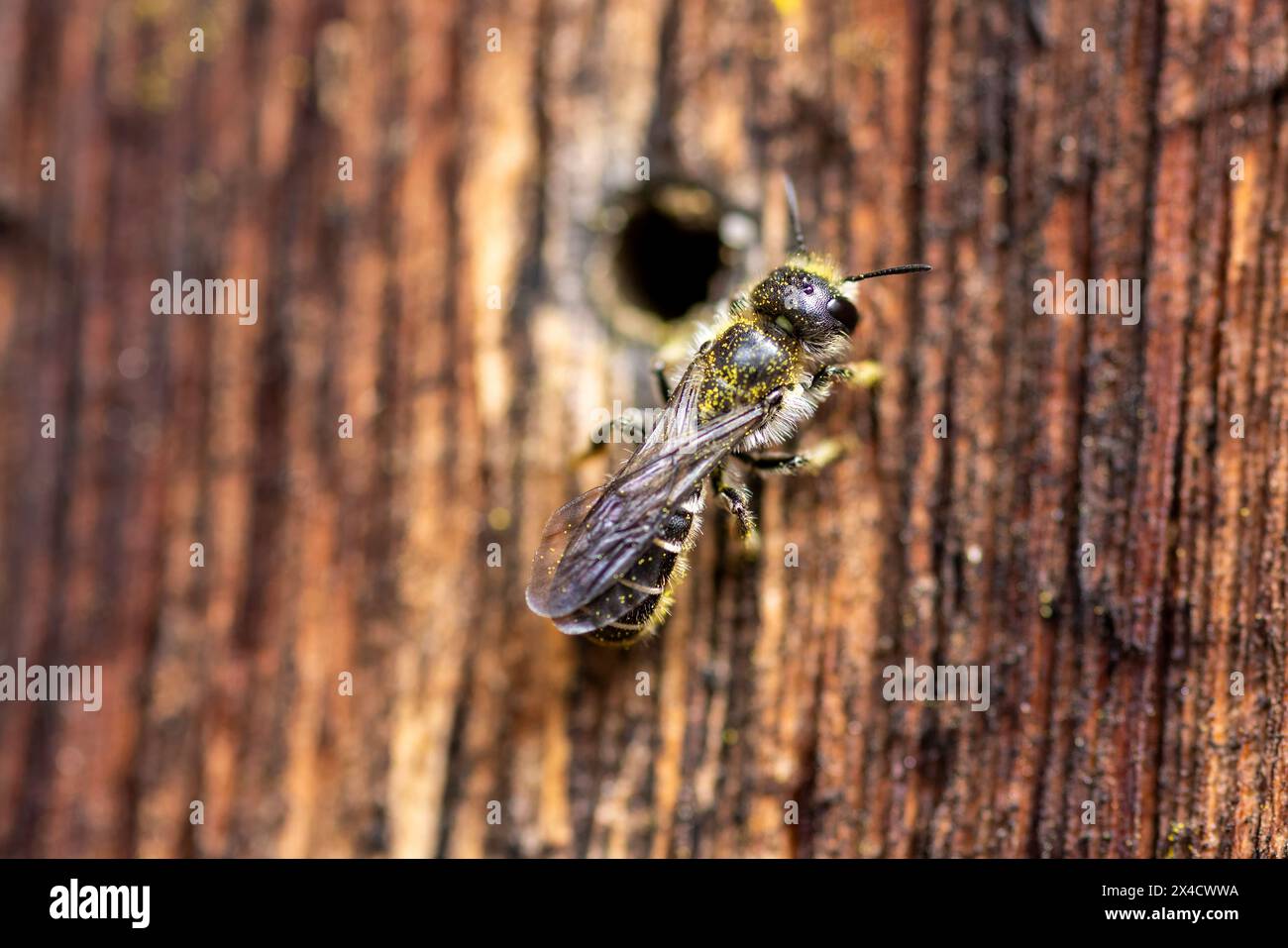 Ranunculus scissor bee hi-res stock photography and images - Alamy