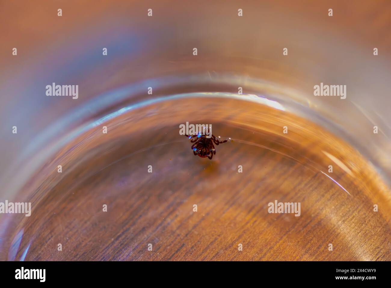 A captivating macro photo captures a scientist examining a tick ...