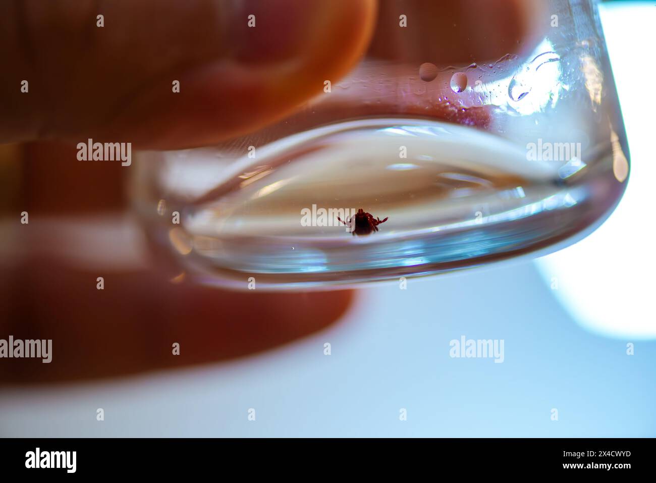 A captivating macro photo captures a scientist examining a tick ...