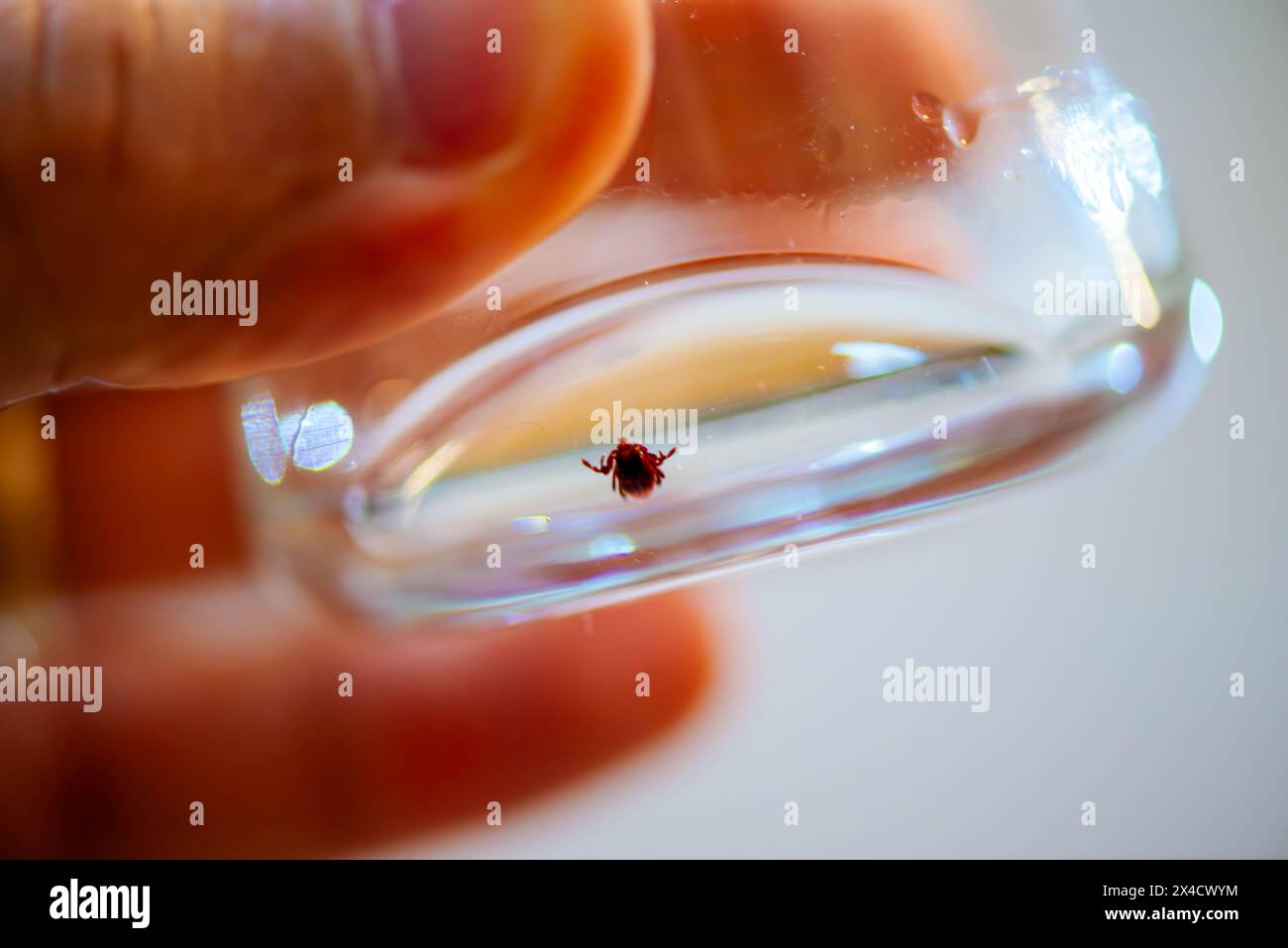 A captivating macro photo captures a scientist examining a tick ...