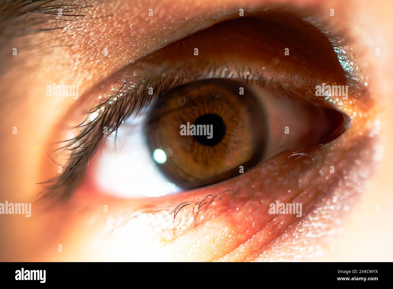 A captivating macro photo captures the intricate details and stunning ...