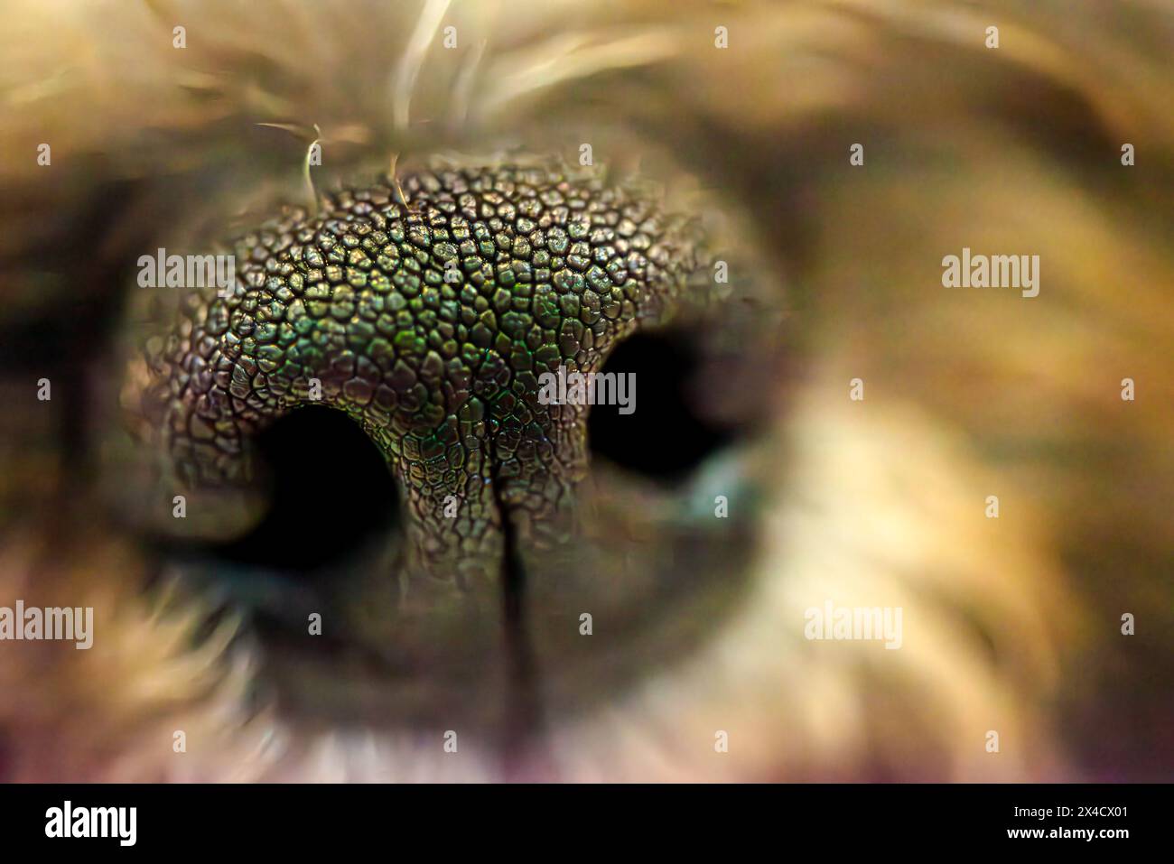 A delightful close-up showcases the cute nose of a puppy, capturing its ...
