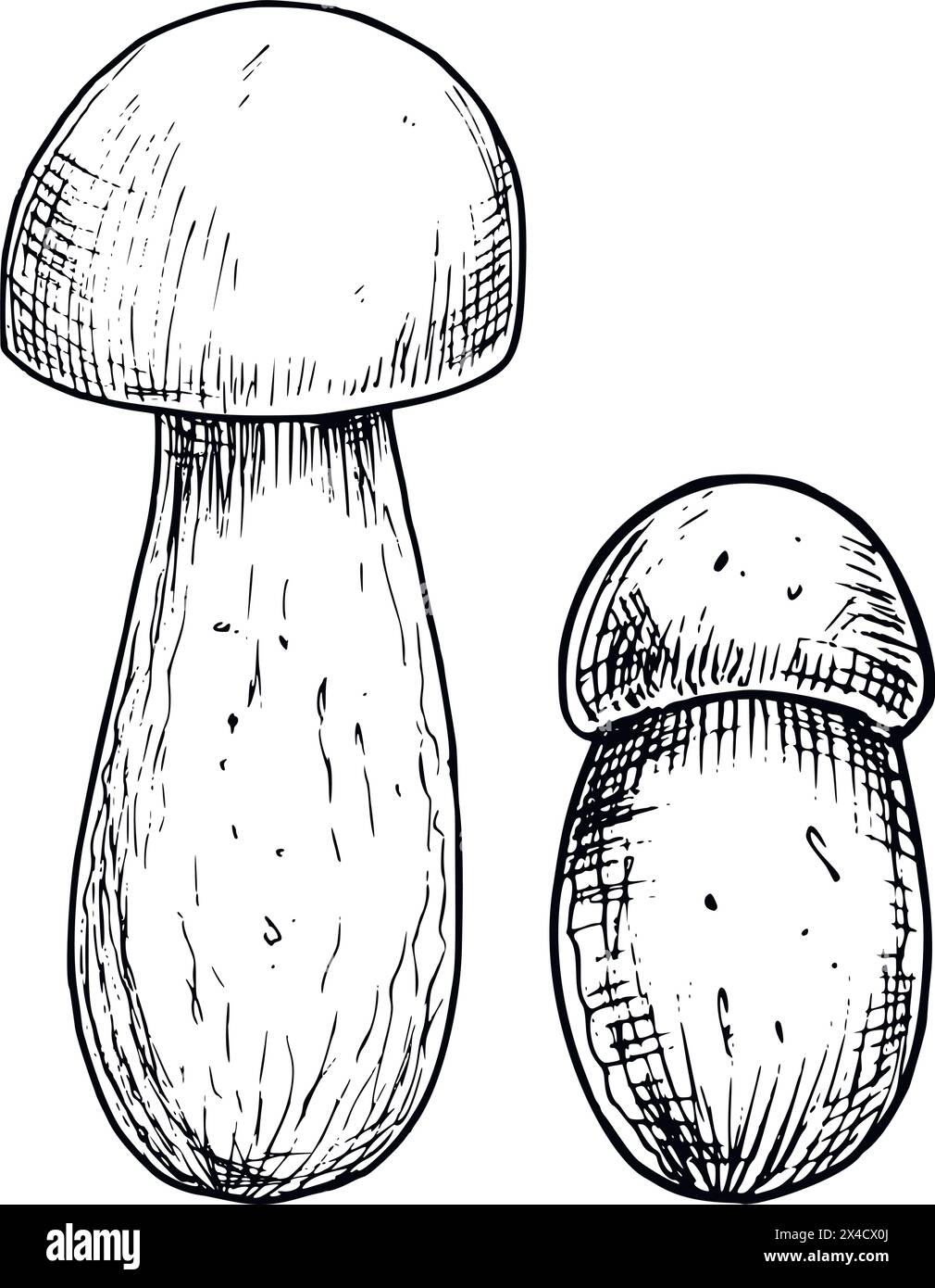 Porcini edible Mushroom. Hand drawn vector illustration of Boletus in ...