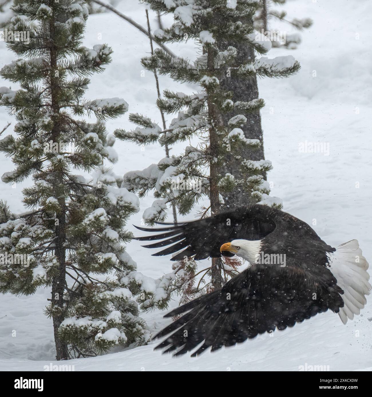 Yellowstone, bald eagle flying Stock Photo - Alamy