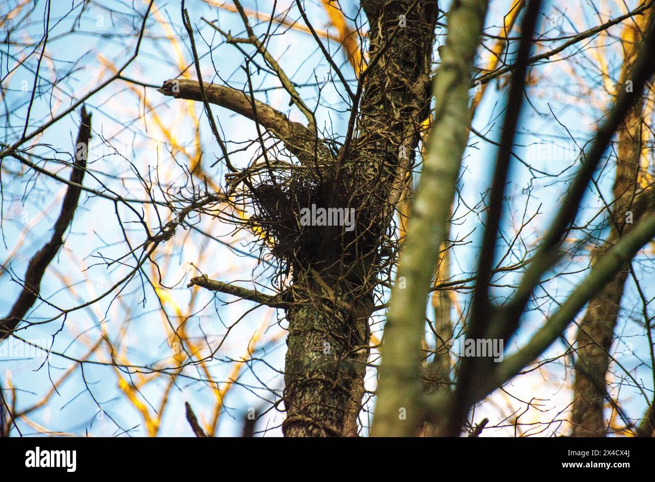 A cozy bird nest nestled within the branches of a tree in the serene ...