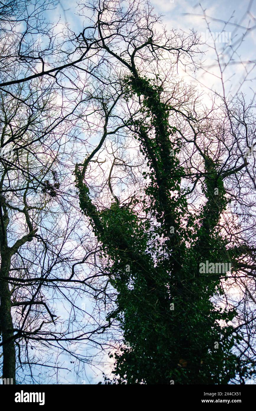 Sunlight filters through the lush tree canopy, casting dappled shadows ...