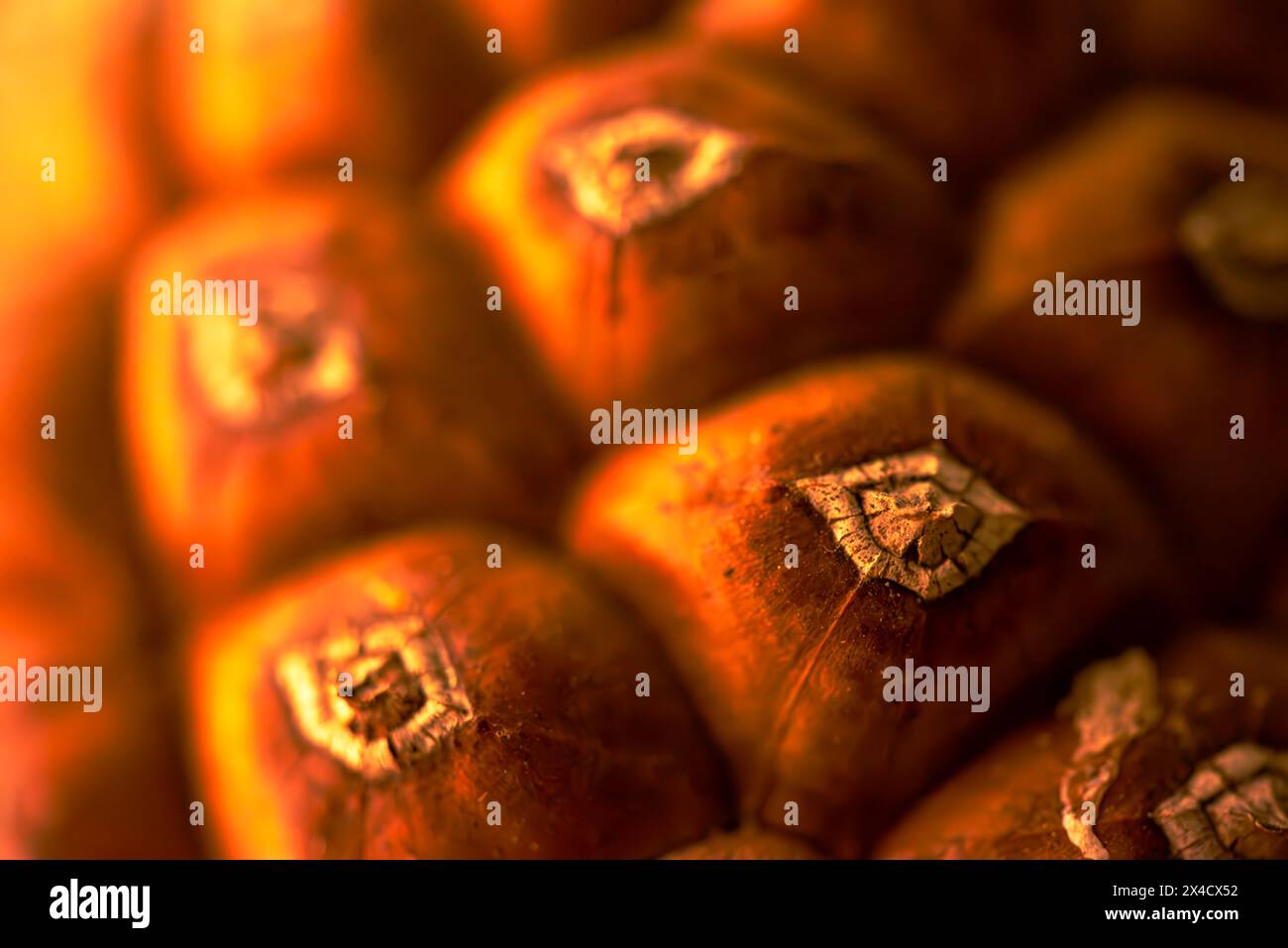 A detailed macro photo reveals the intricate beauty of a pine cone ...