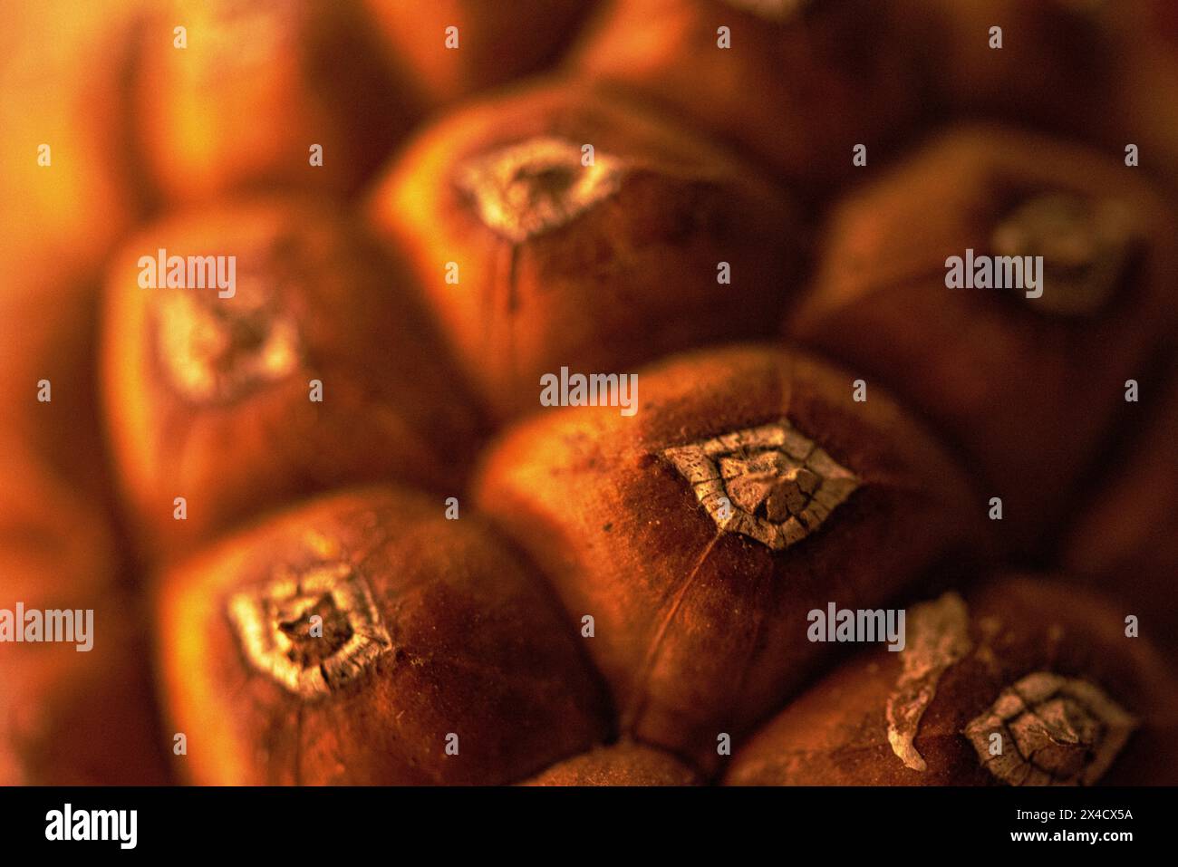 A detailed macro photo reveals the intricate beauty of a pine cone ...