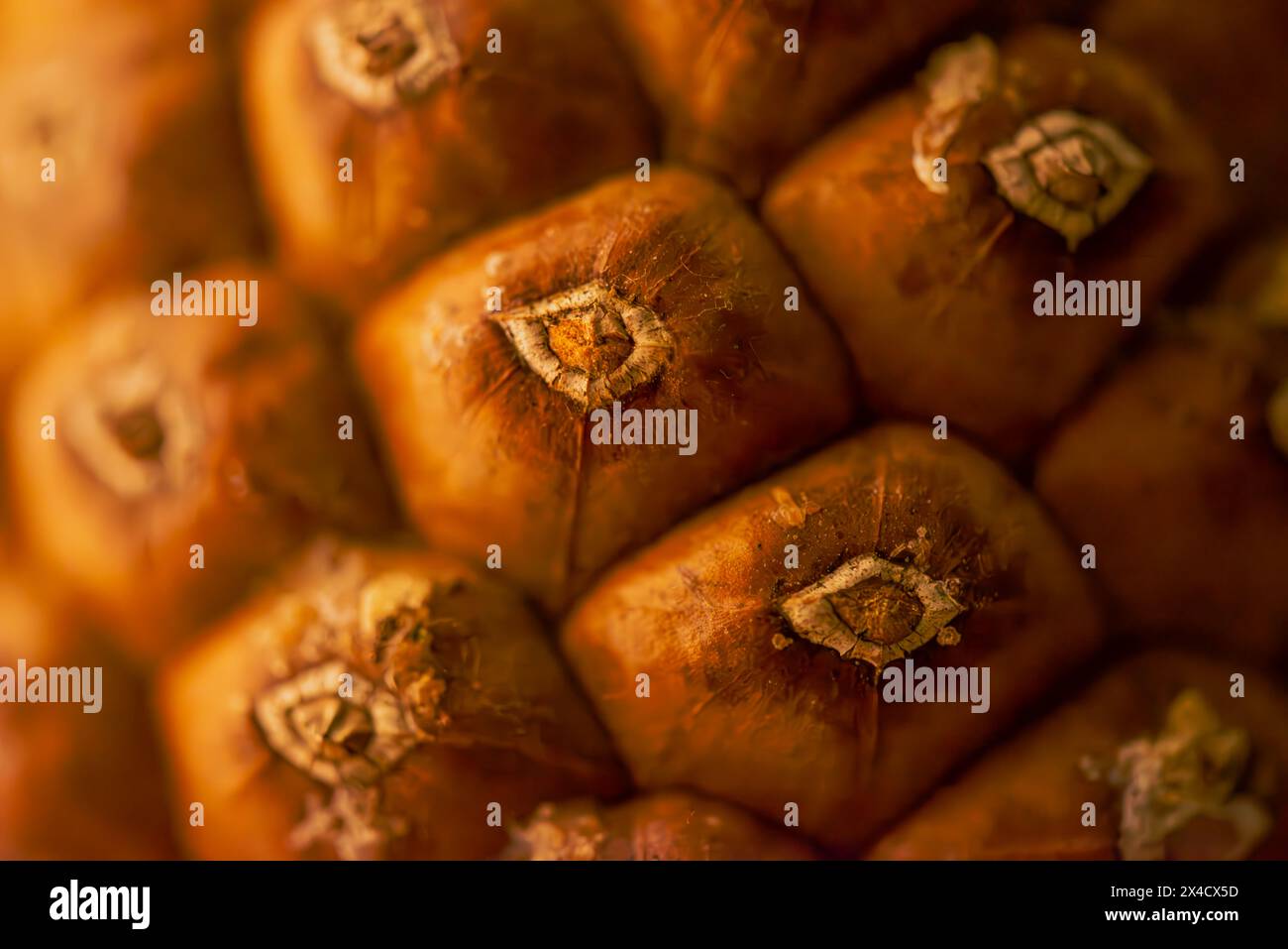 A detailed macro photo reveals the intricate beauty of a pine cone ...