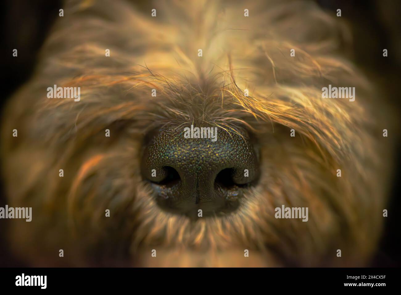 A close-up shot captures the curiosity of a dog's wet nose, revealing ...