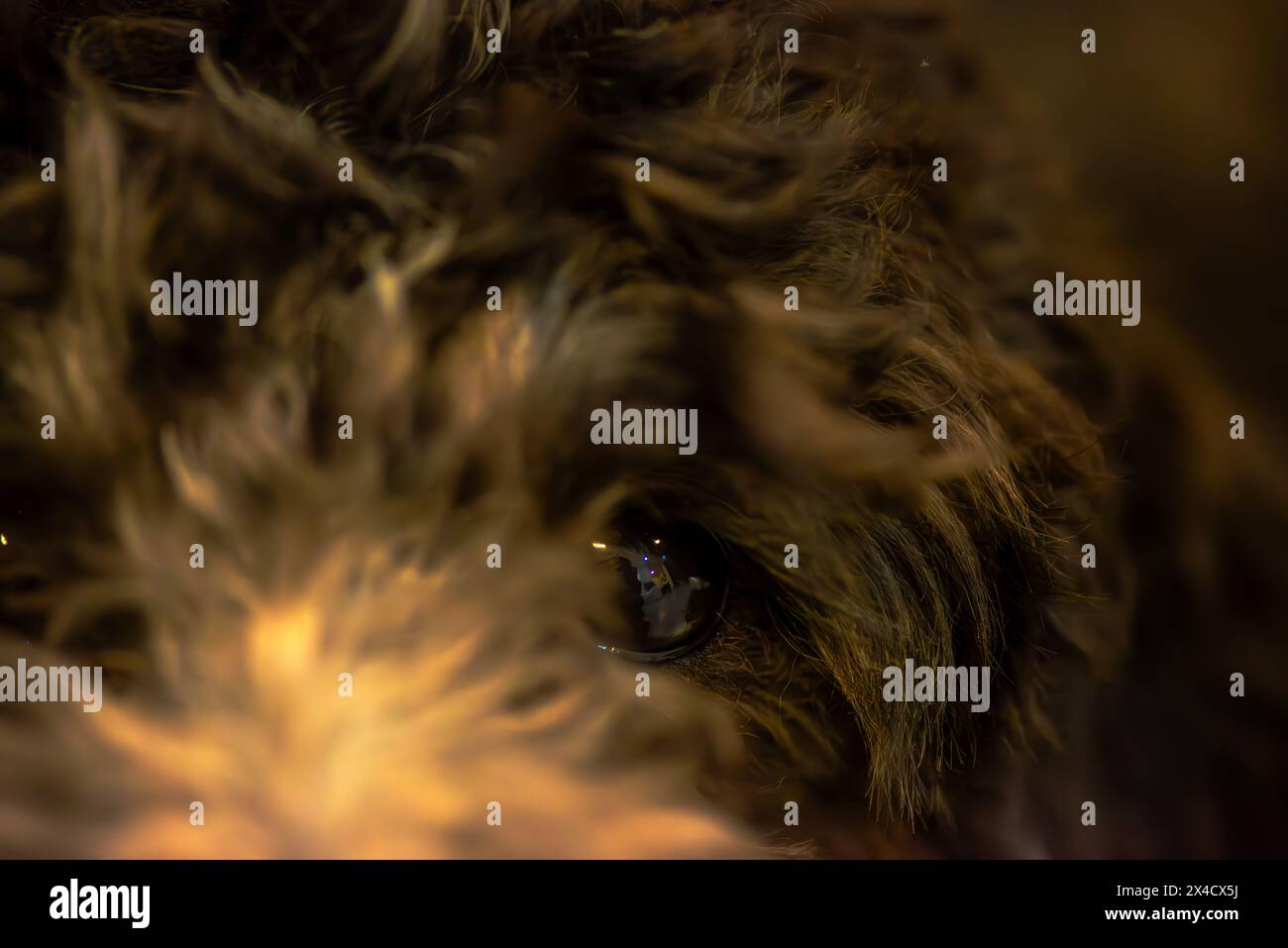 A captivating close-up captures the curiosity in a dog's eyes ...