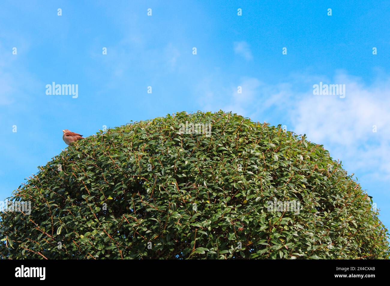 Sparrow is a small bird sits on branch of well-groomed tree in the ...