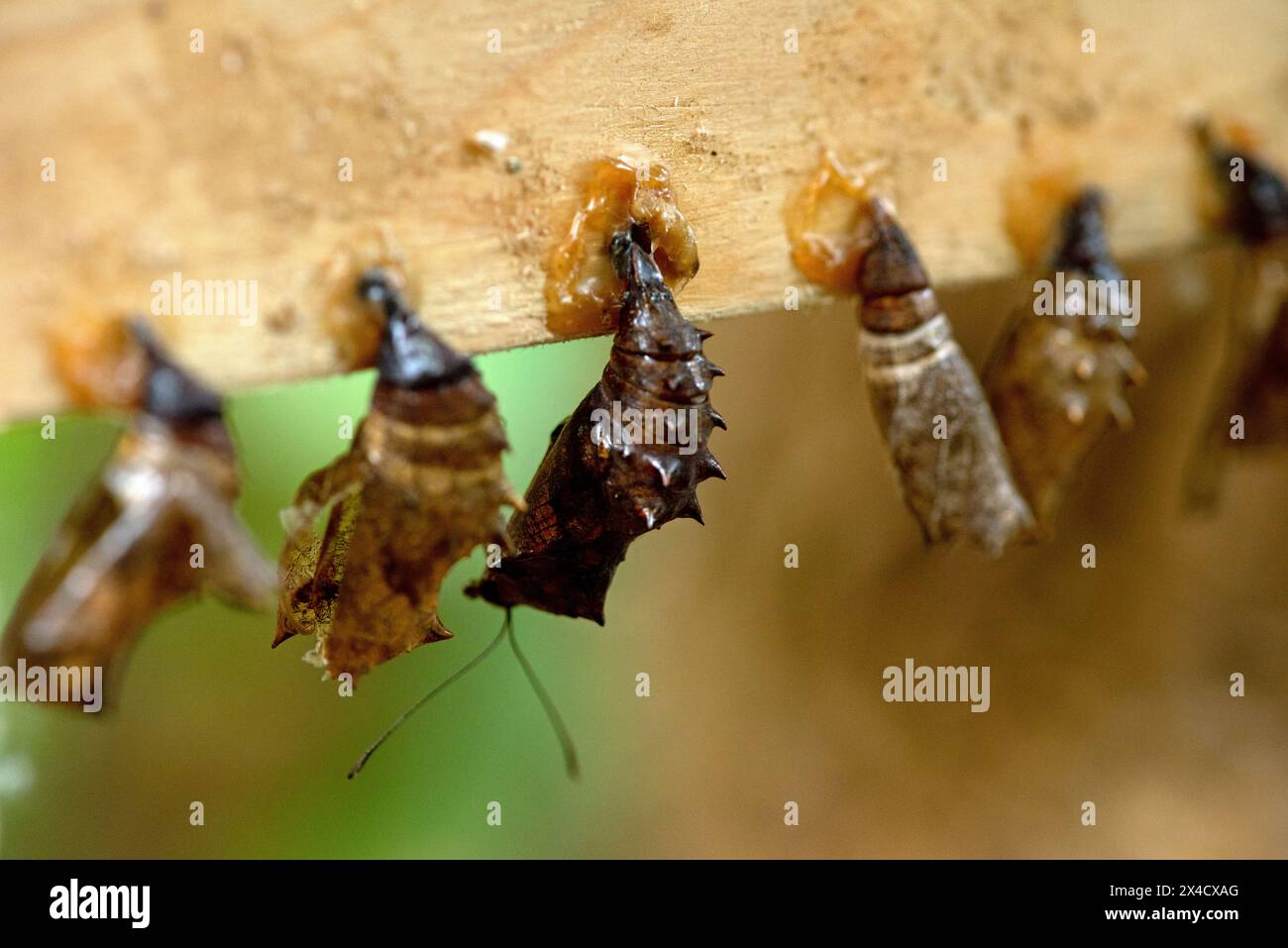 Rows of butterfly cocoons and newly hatched butterfly Stock Photo - Alamy
