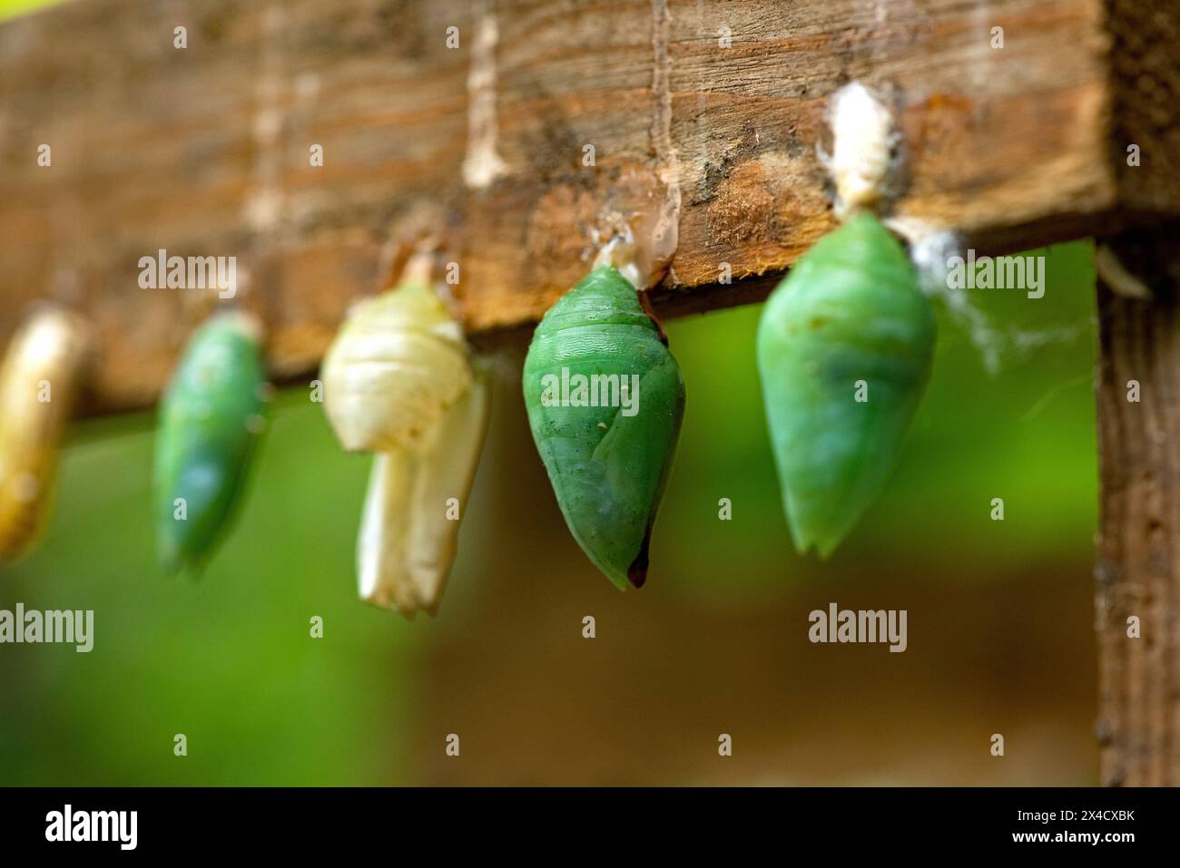 Rows of butterfly cocoons and newly hatched butterfly Stock Photo - Alamy