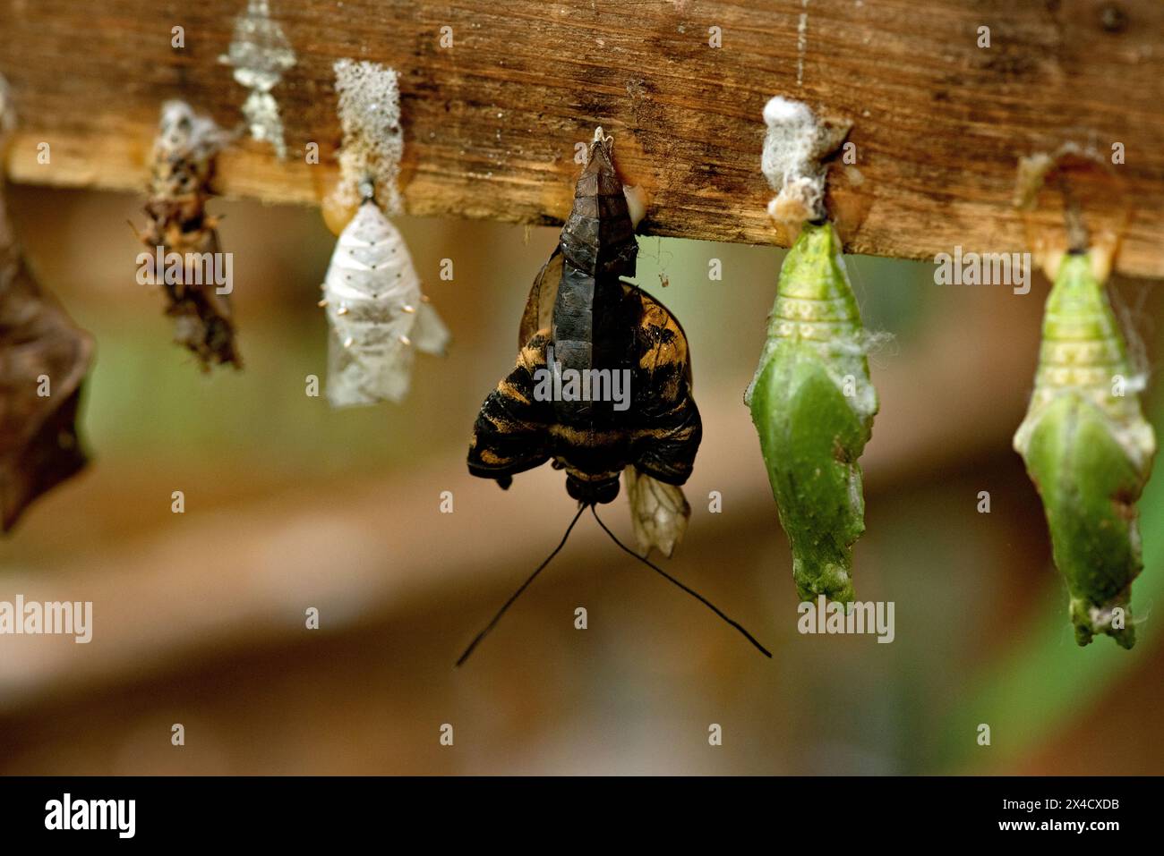 Rows of butterfly cocoons and newly hatched butterfly Stock Photo - Alamy