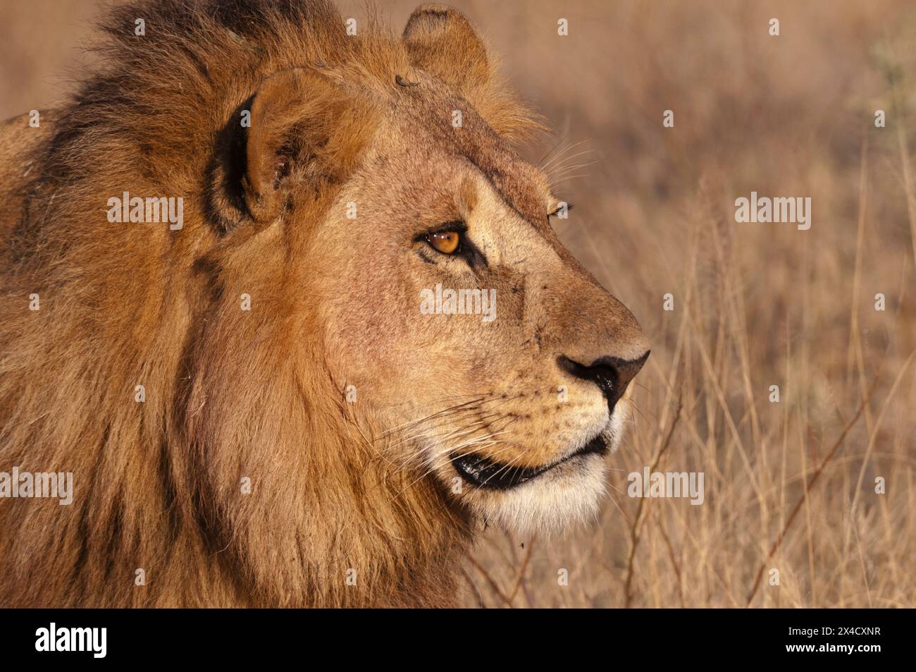 Close-up portrait of a male lion, Panthera leo. Chief Island, Moremi ...