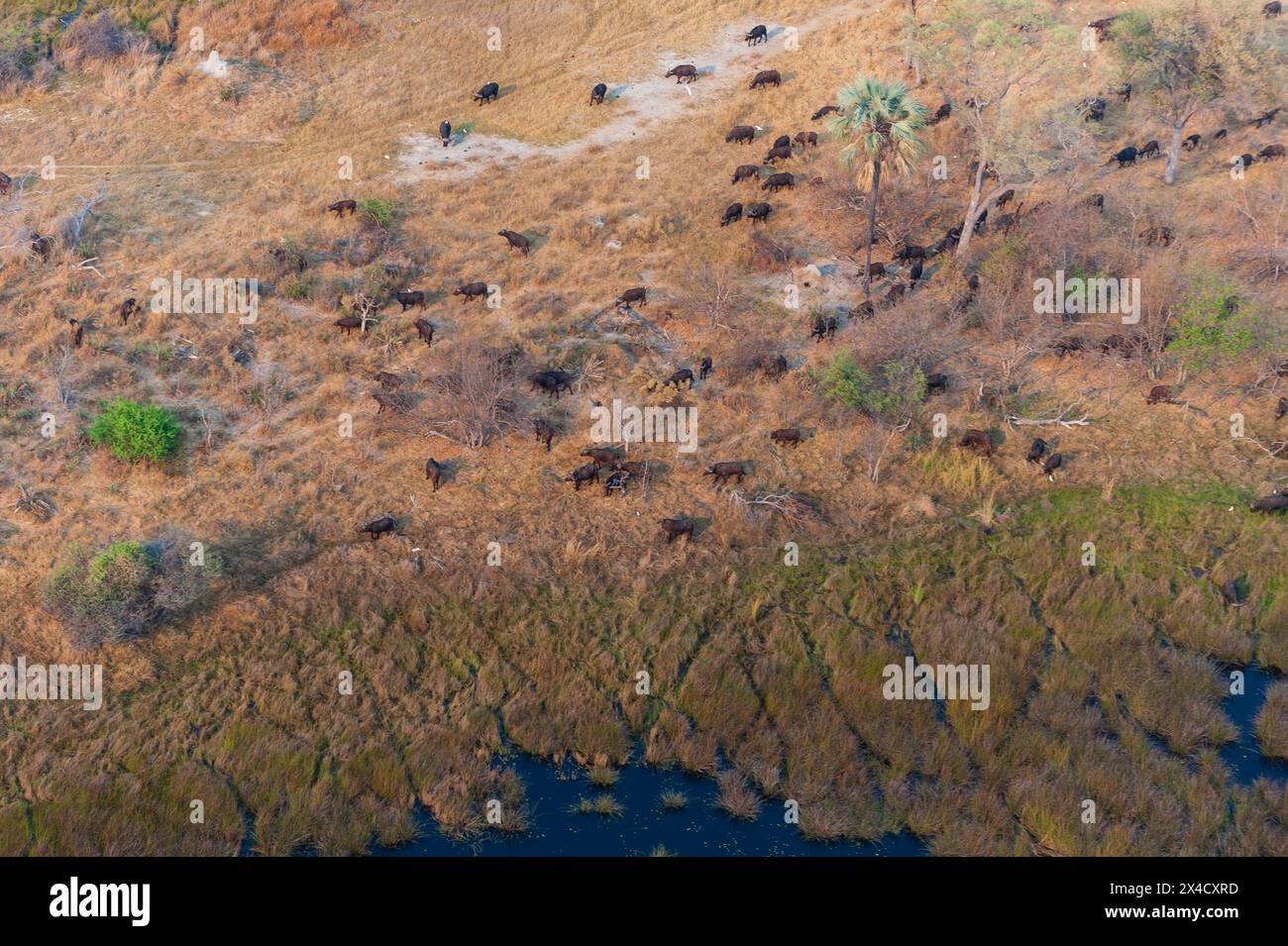 An aerial view of a herd of African buffalo, Syncerus caffer, in the ...