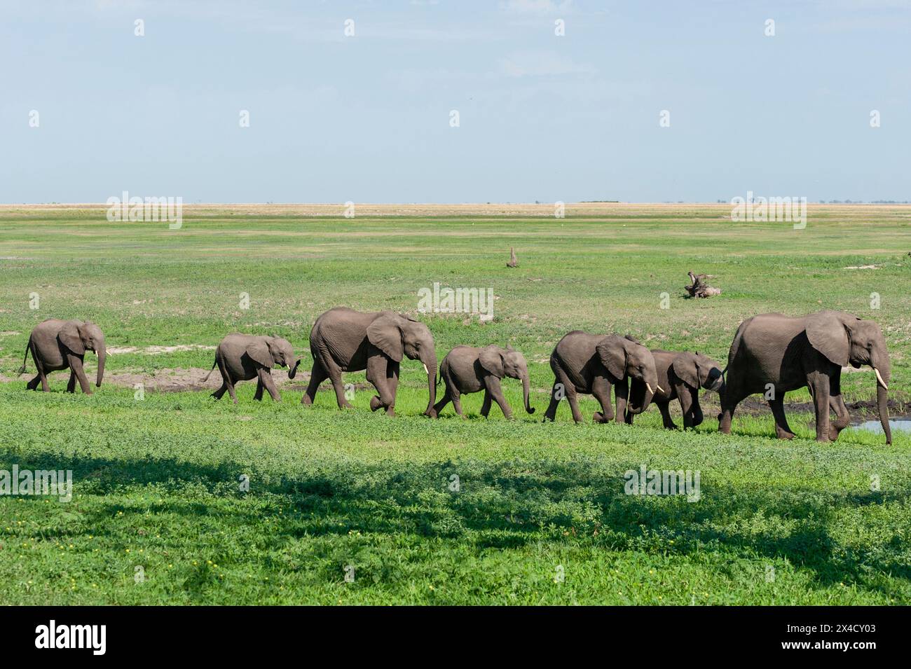 Breeding herd elephants walking hi-res stock photography and images - Alamy