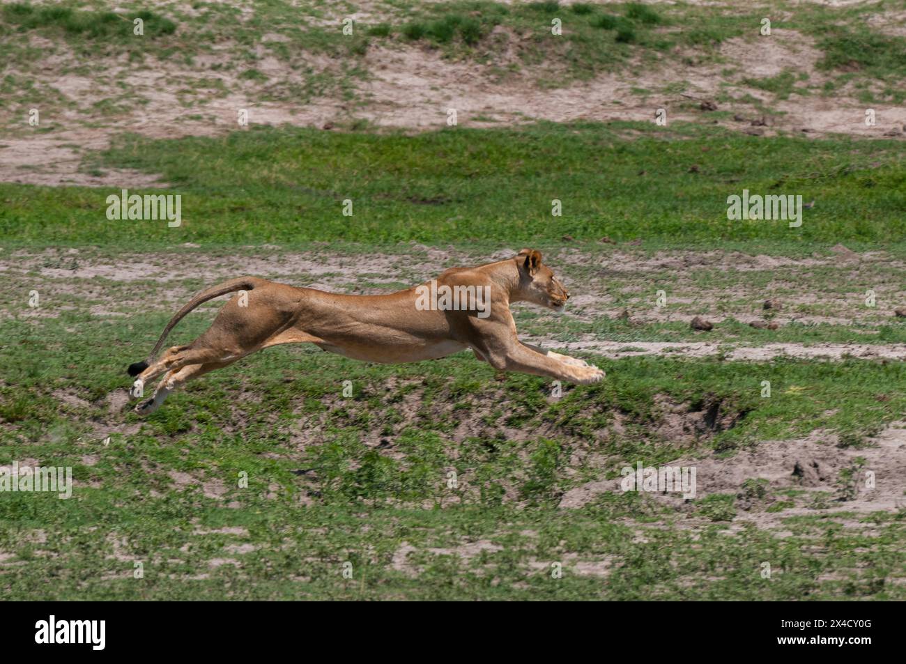Sub adult lioness running hi-res stock photography and images - Alamy