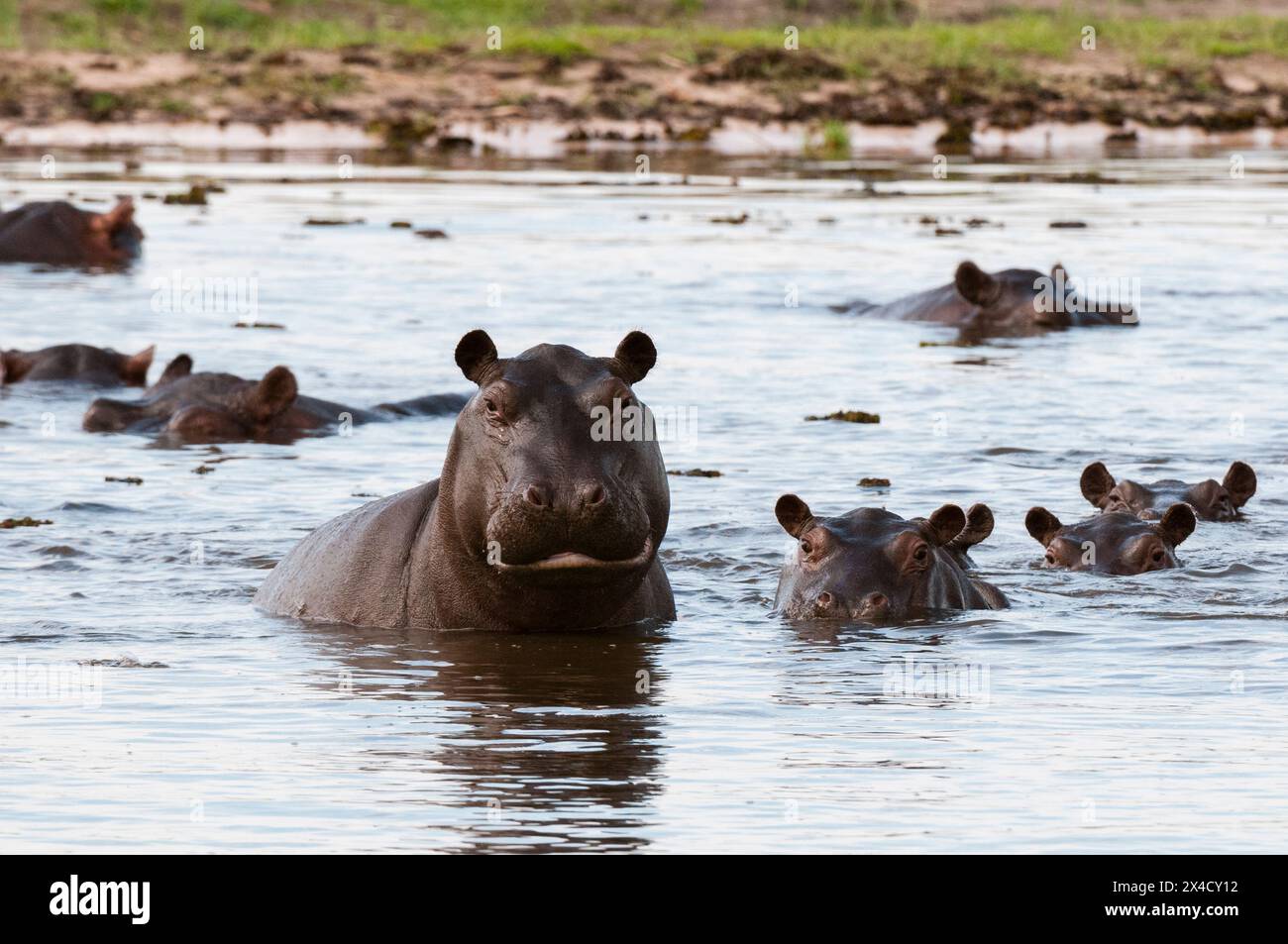 A group of alert hippopotamuses, Hippopotamus amphibius, in the water ...