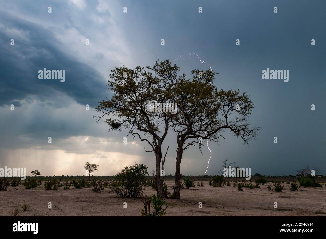 Lightning strikes on the horizon as a storm approaches. Savuti Marsh ...