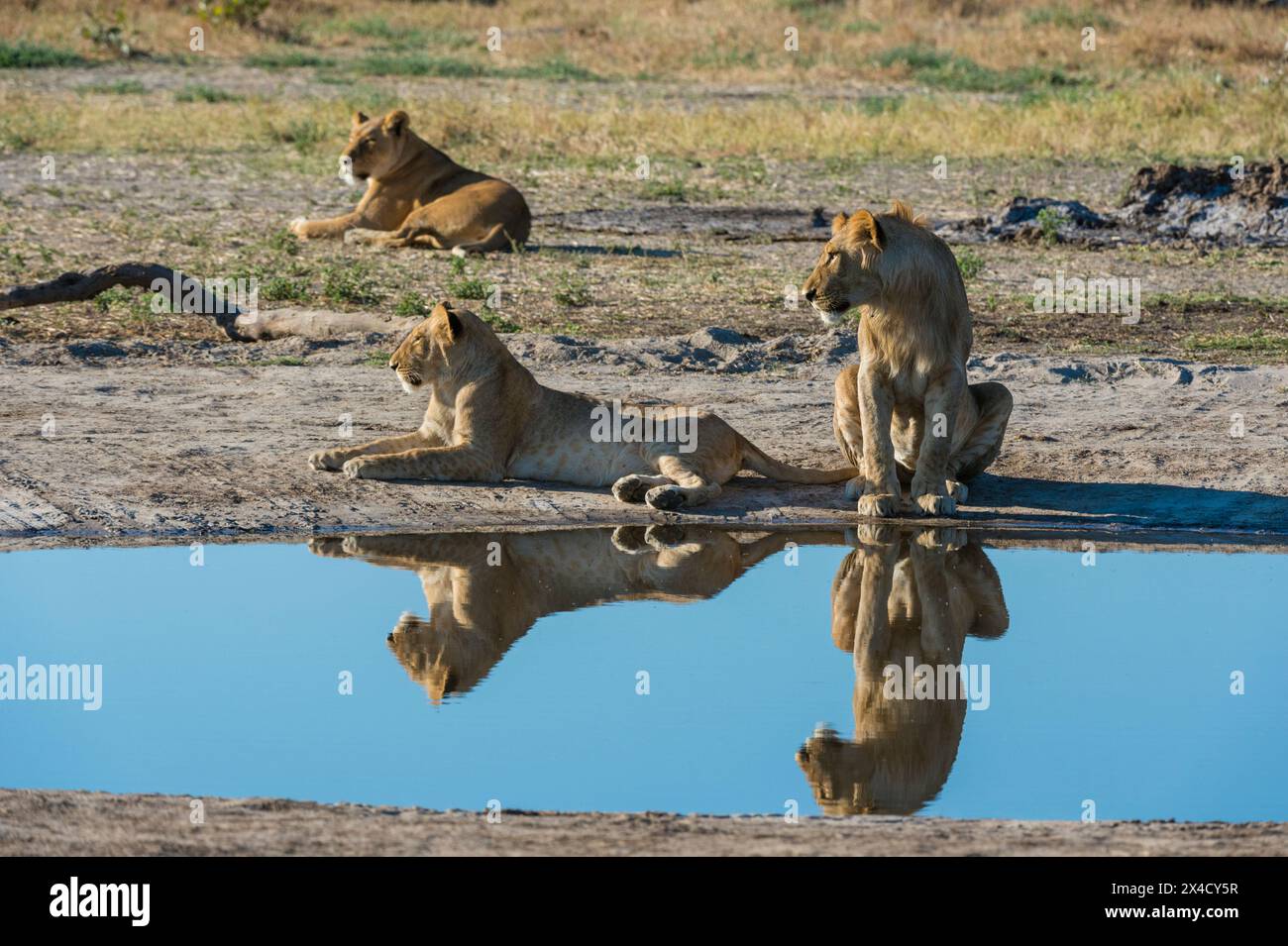 Three lionesses, Panthera leo, at waterhole. Savuti, Chobe National ...
