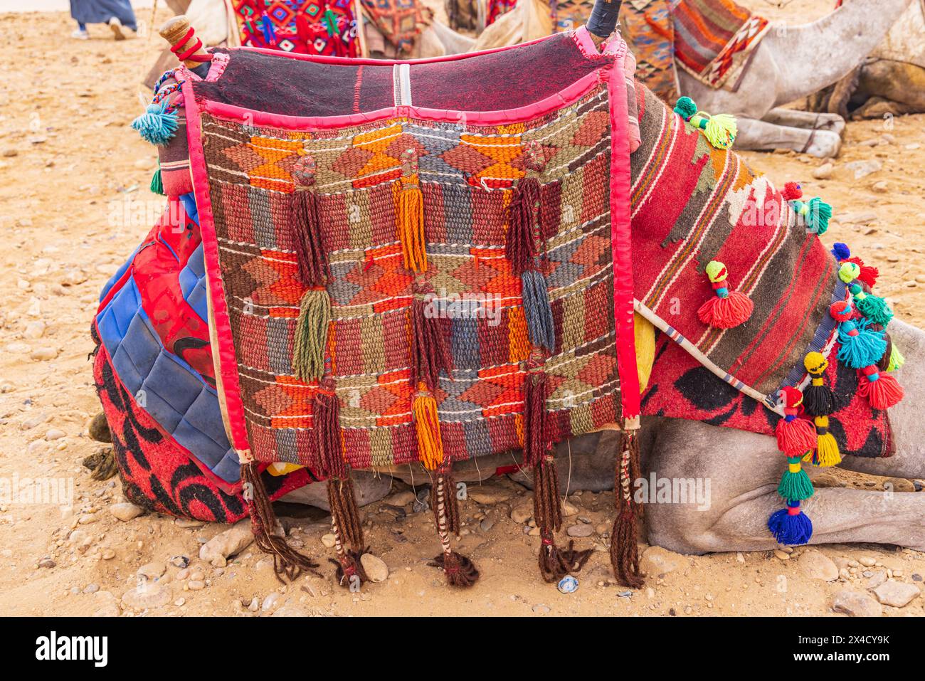 Giza, Cairo, Egypt. Camel with a tasseled decorative blanket Stock ...