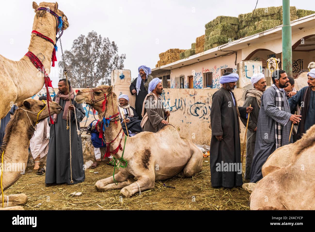 Birqash, Cairo, Egypt. Men and camels at the Birqash Camel Market ... Birqash, Cairo, Egypt. Men and camels at the Birqash Camel Market ...