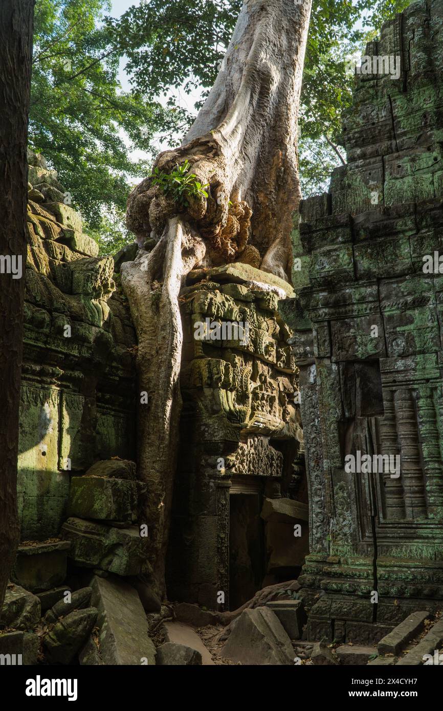 Tree growing over temple, Ta Prohm, Angkor, Cambodia Stock Photo - Alamy