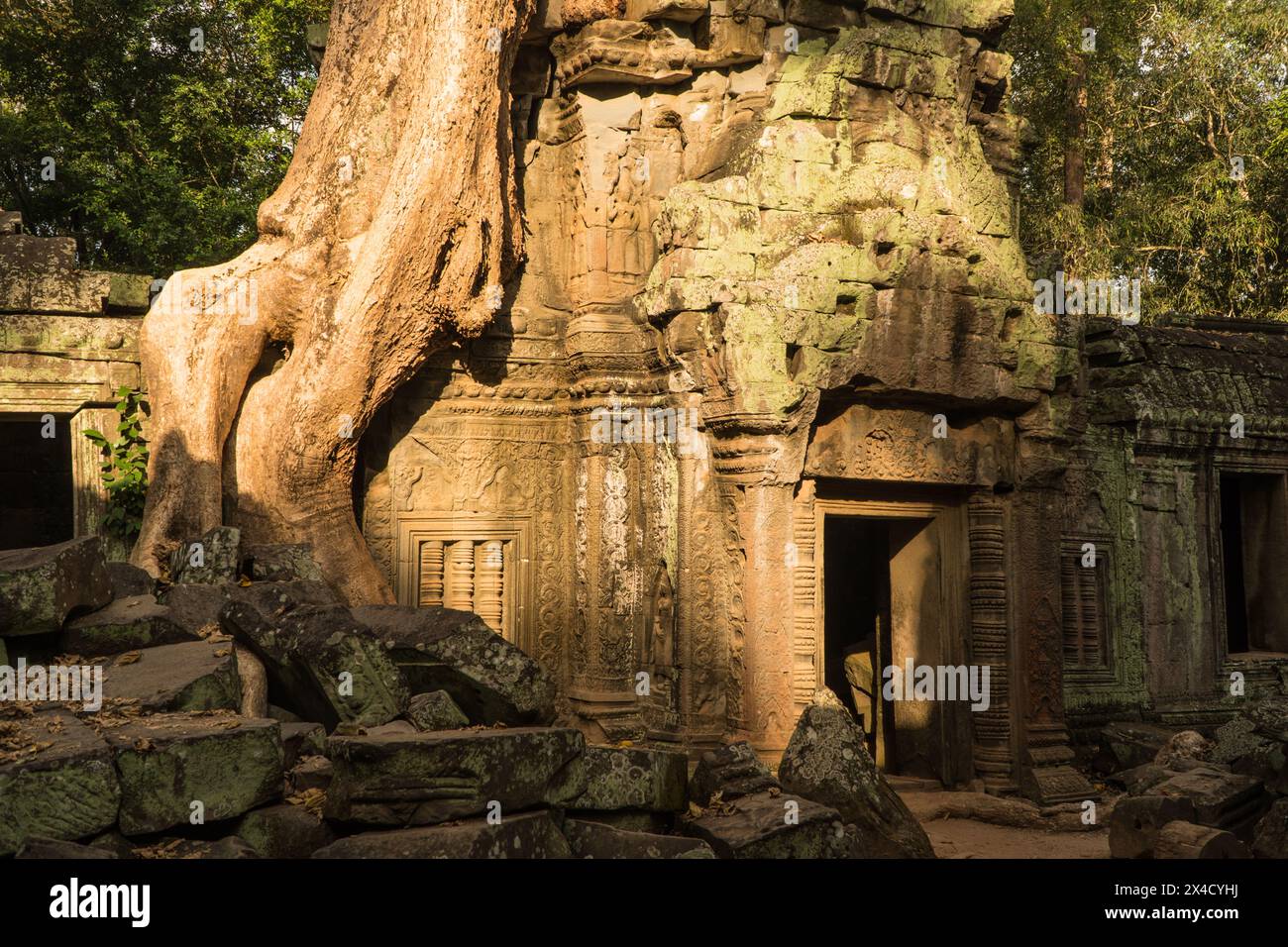 Tree growing over temple, Ta Prohm, Angkor, Cambodia Stock Photo - Alamy