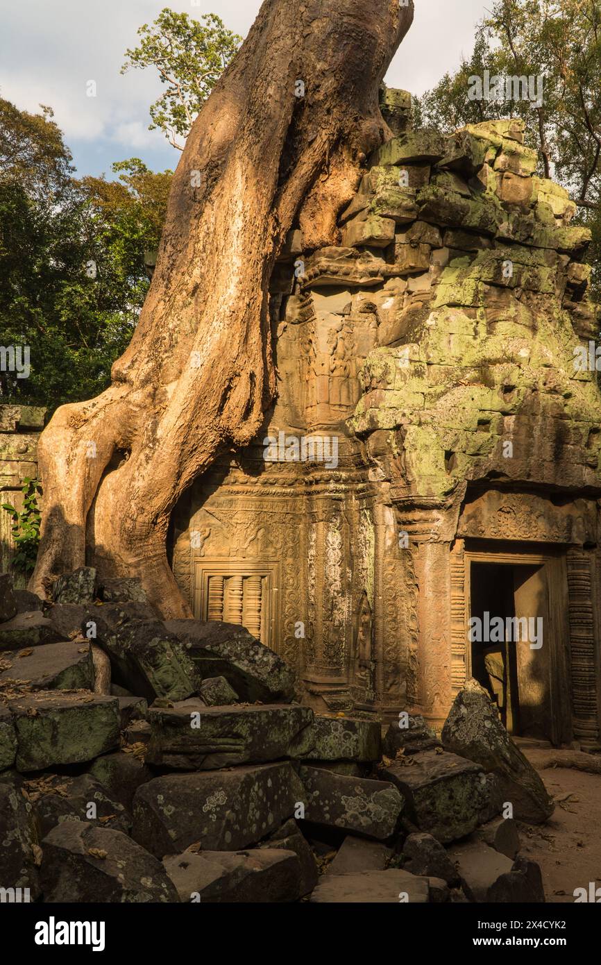 Tree growing over temple, Ta Prohm, Angkor, Cambodia Stock Photo - Alamy