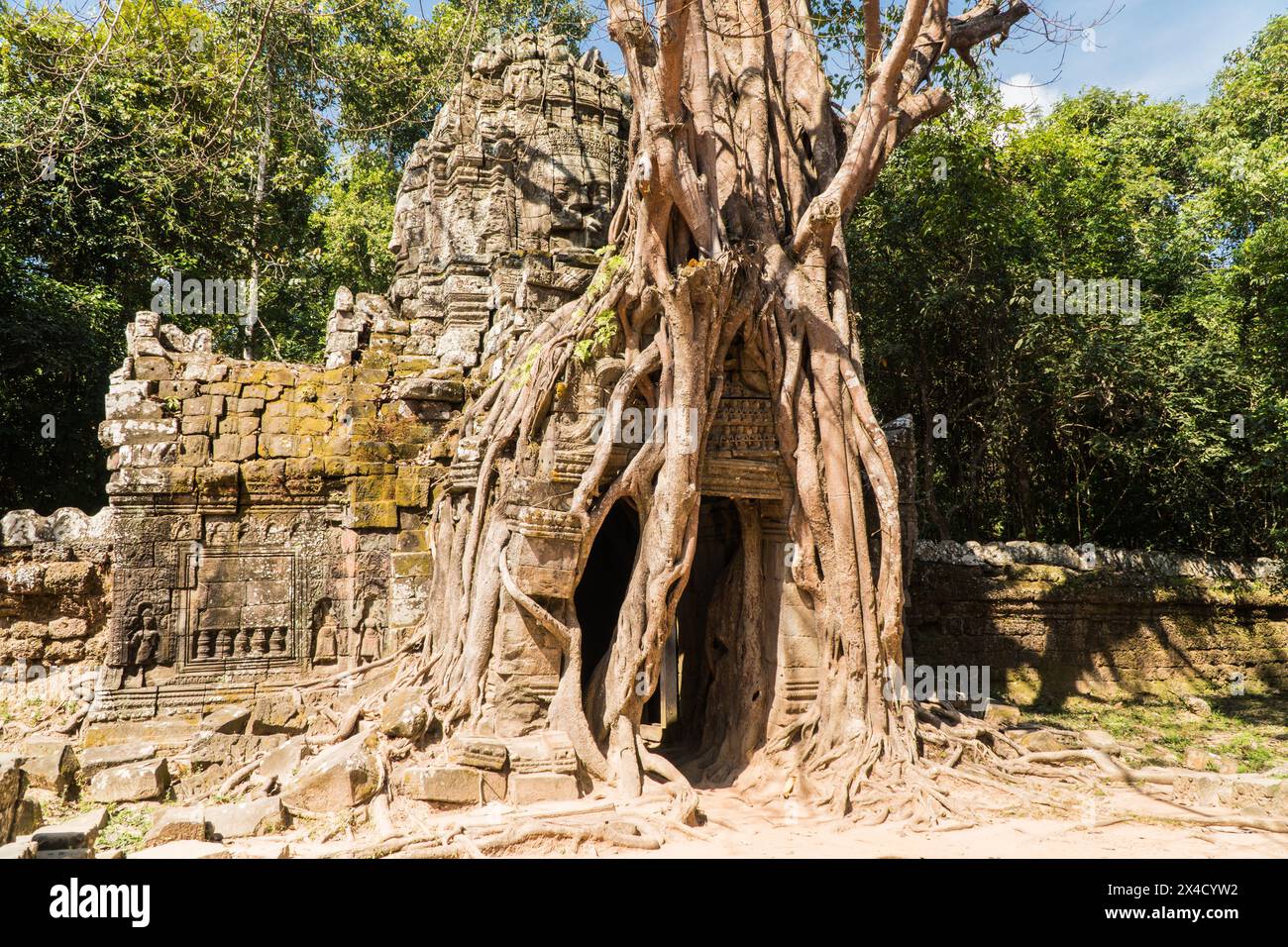 Tree growing over Ta Som, Angkor, Cambodia Stock Photo - Alamy