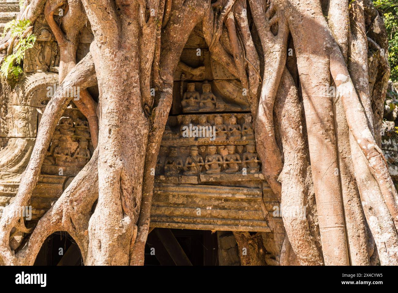 Khmer tree hi-res stock photography and images - Alamy