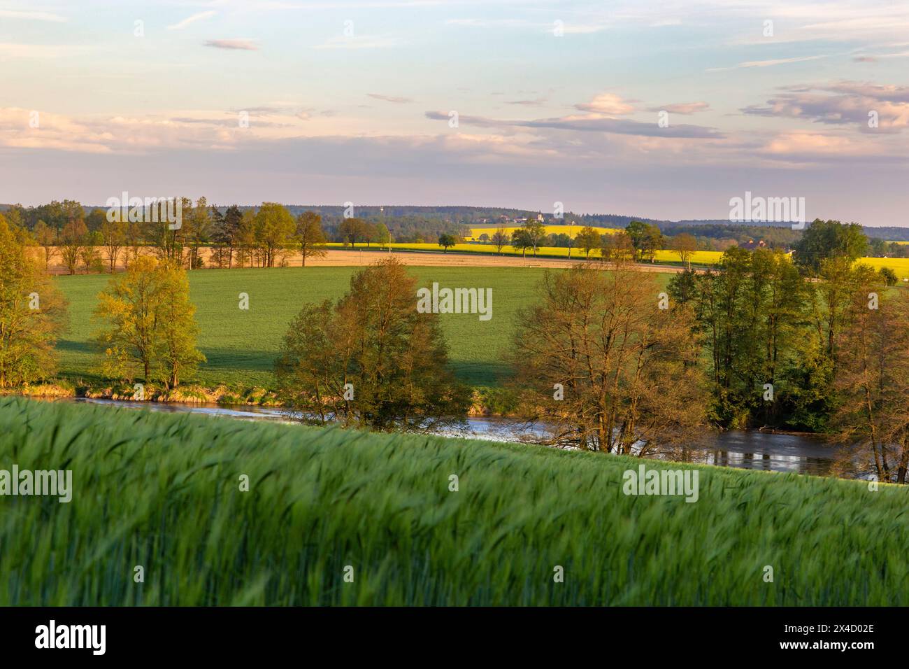 Field rye sunset time hi-res stock photography and images - Alamy
