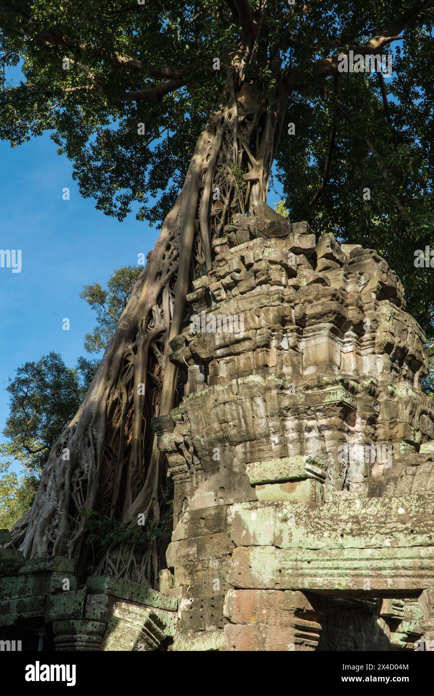 Tree growing over temple, Ta Prohm, Angkor, Cambodia Stock Photo - Alamy
